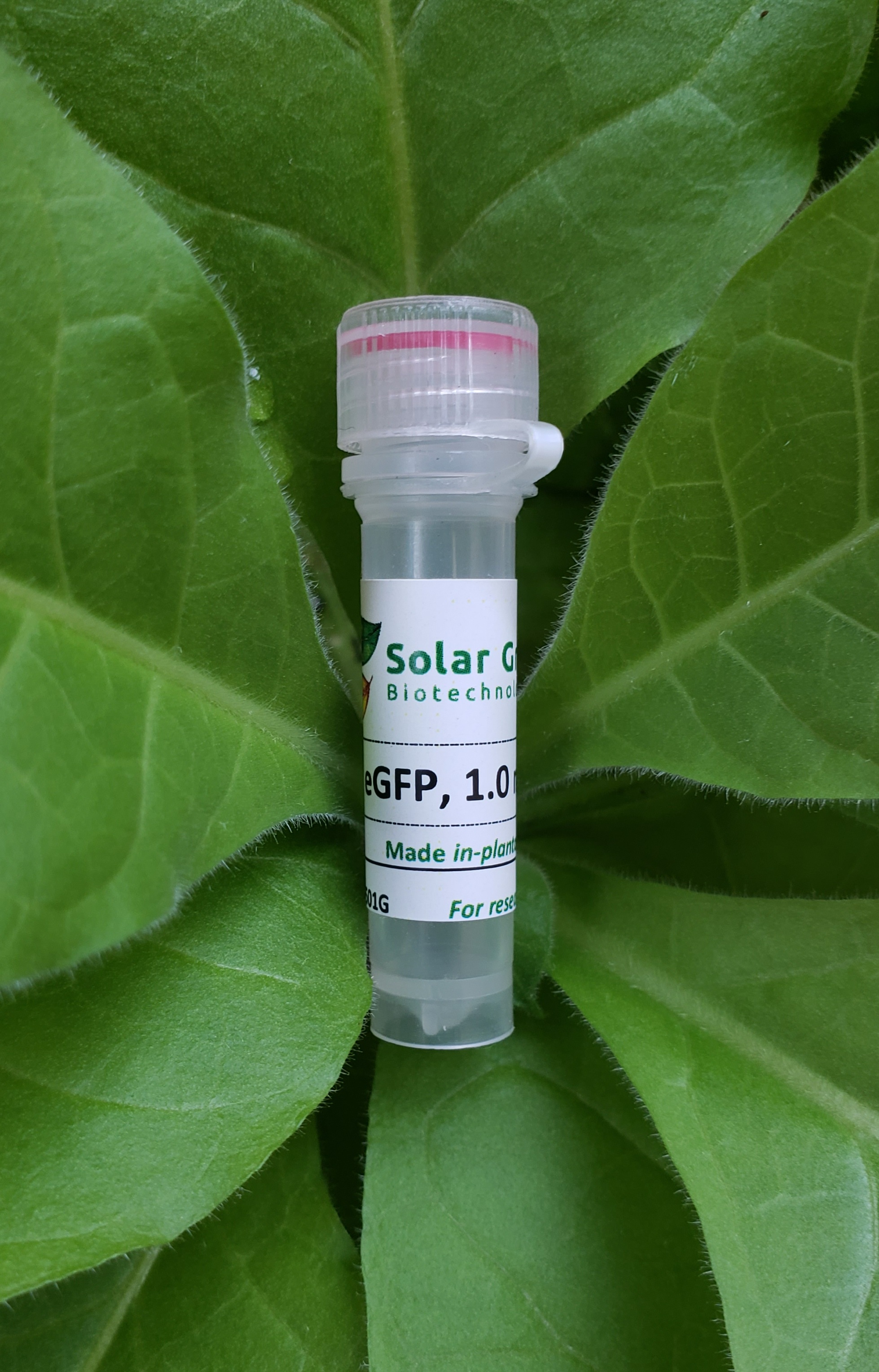 Solar Grants Biotechnology